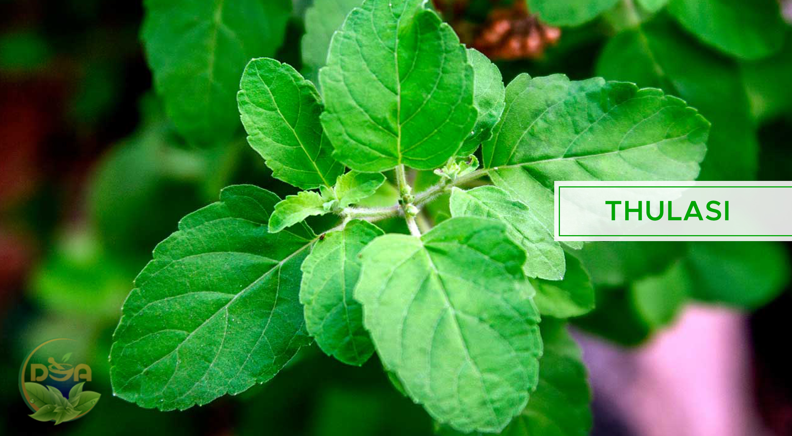 Tulsi – The Queen of Herbs